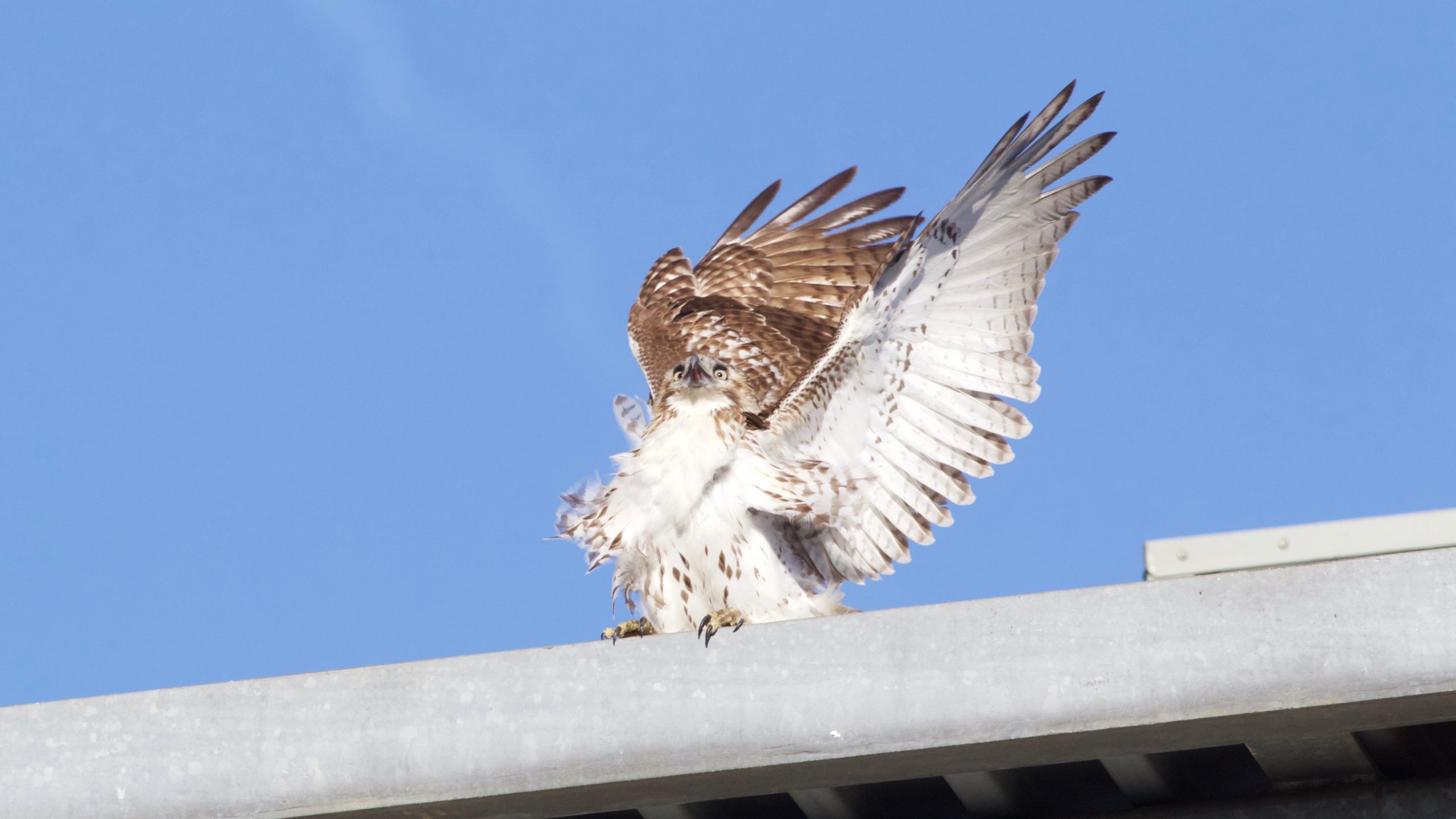 Peregrine Falcon vs. Red-tailed Hawk 2019 – Brian Rusnica