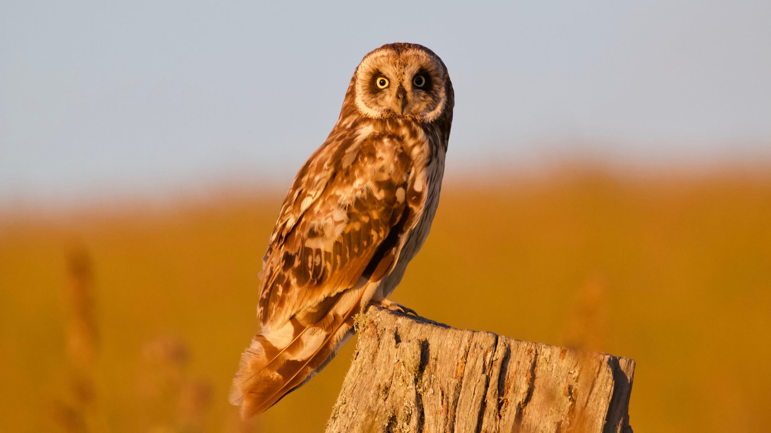 Pueo (Short-eared Owl) in Hawaii 2019 – Brian Rusnica