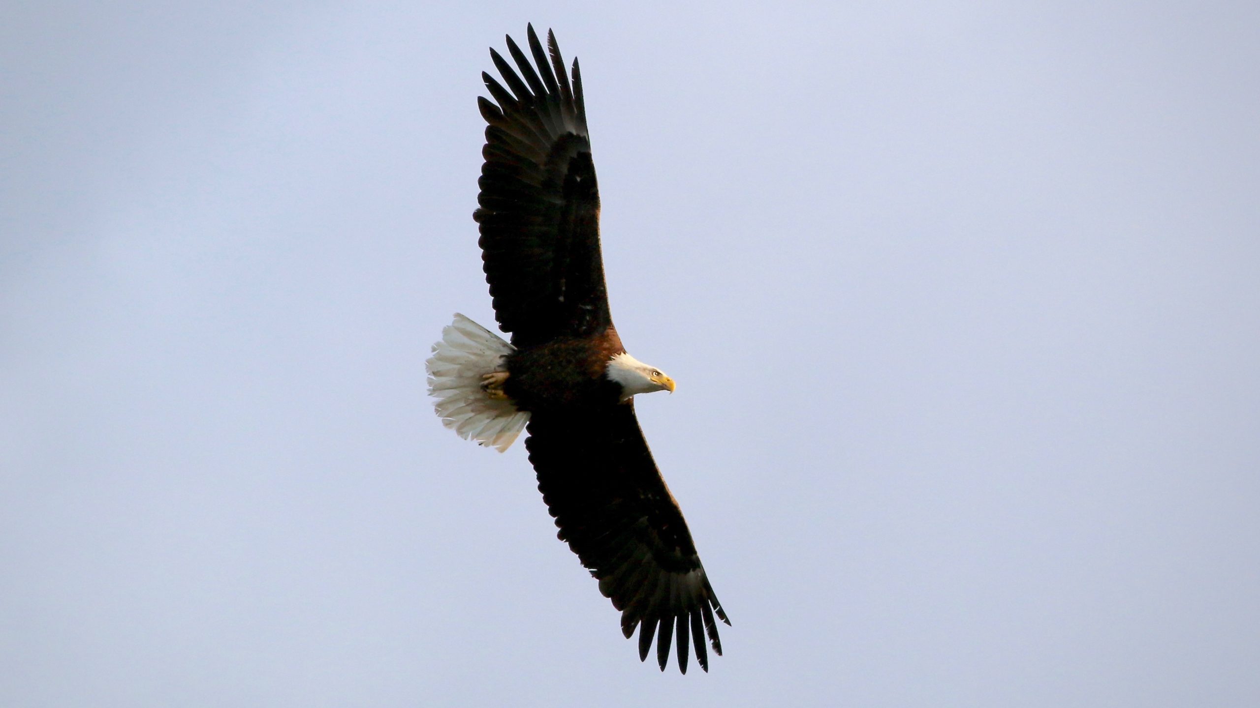 Bald Eagle – Brian Rusnica