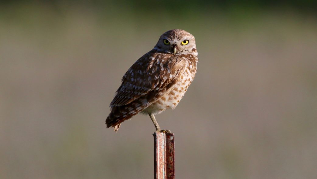 Owls – Brian Rusnica