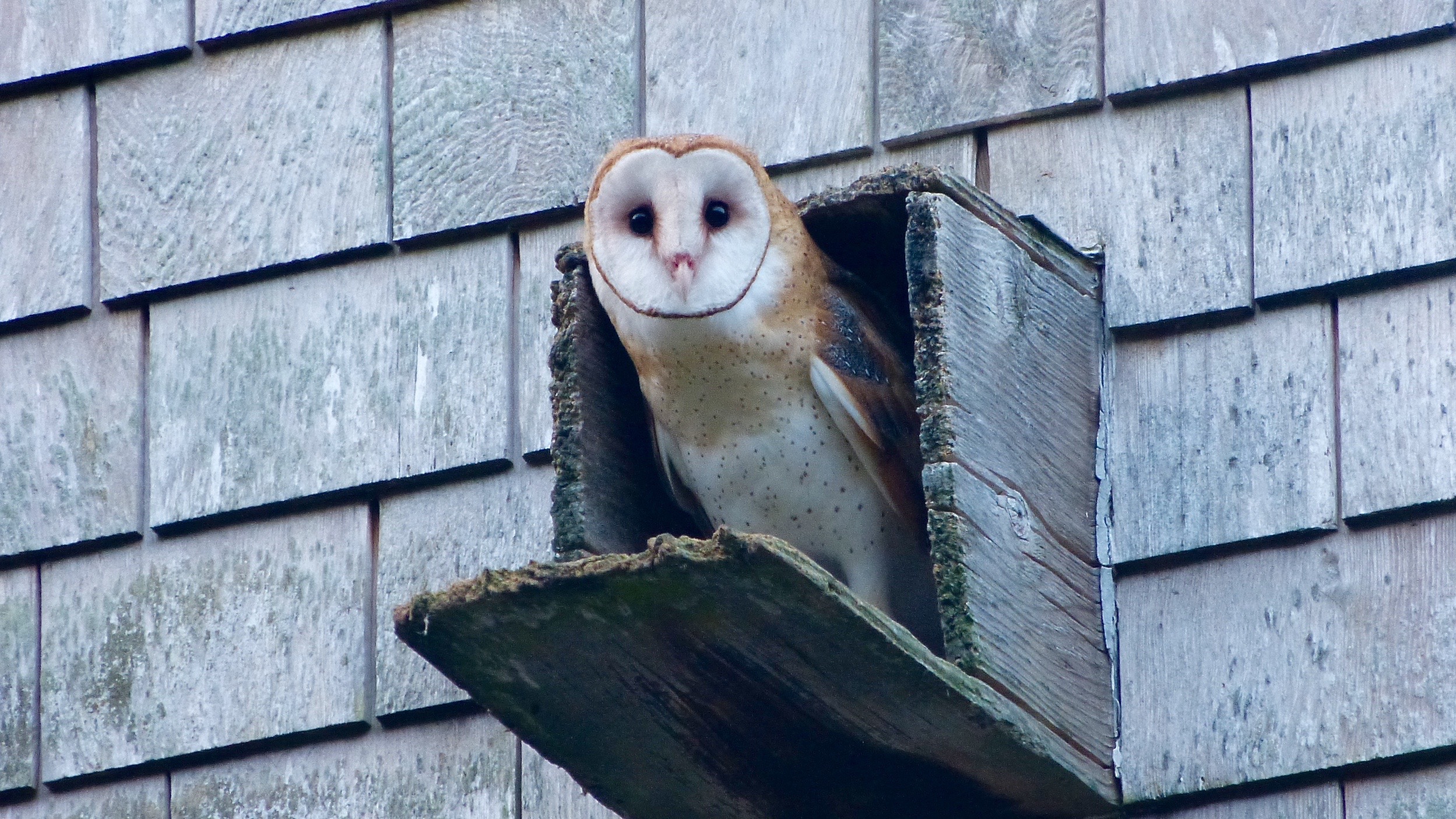 Other Owls – Brian Rusnica